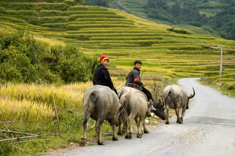 Discover The Magical Sapa - Lady Hill Sapa Resort